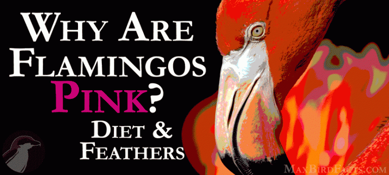 Why Are Flamingos Pink – How a Bird’s Diet Affects its Feathers ...
