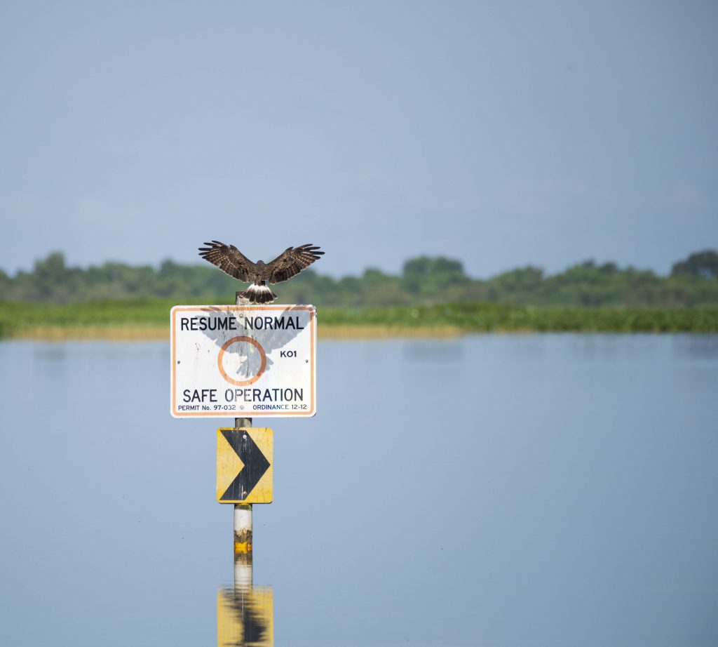 Florida Snail Kites – How Invasive Snails are Helping Endangered ...