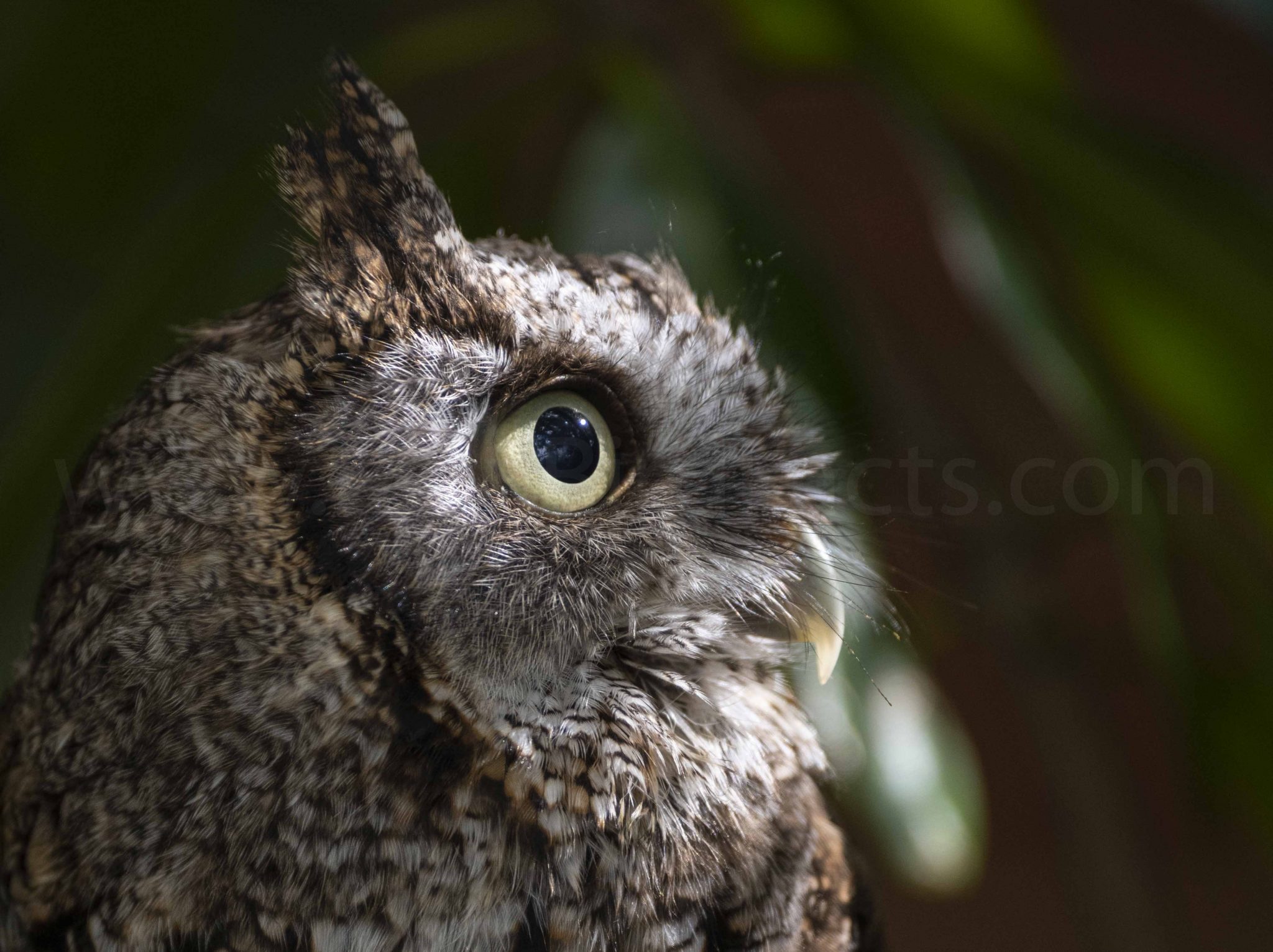 The Specialization and Perfection of Falcon, Owl, and Vulture Beaks ...