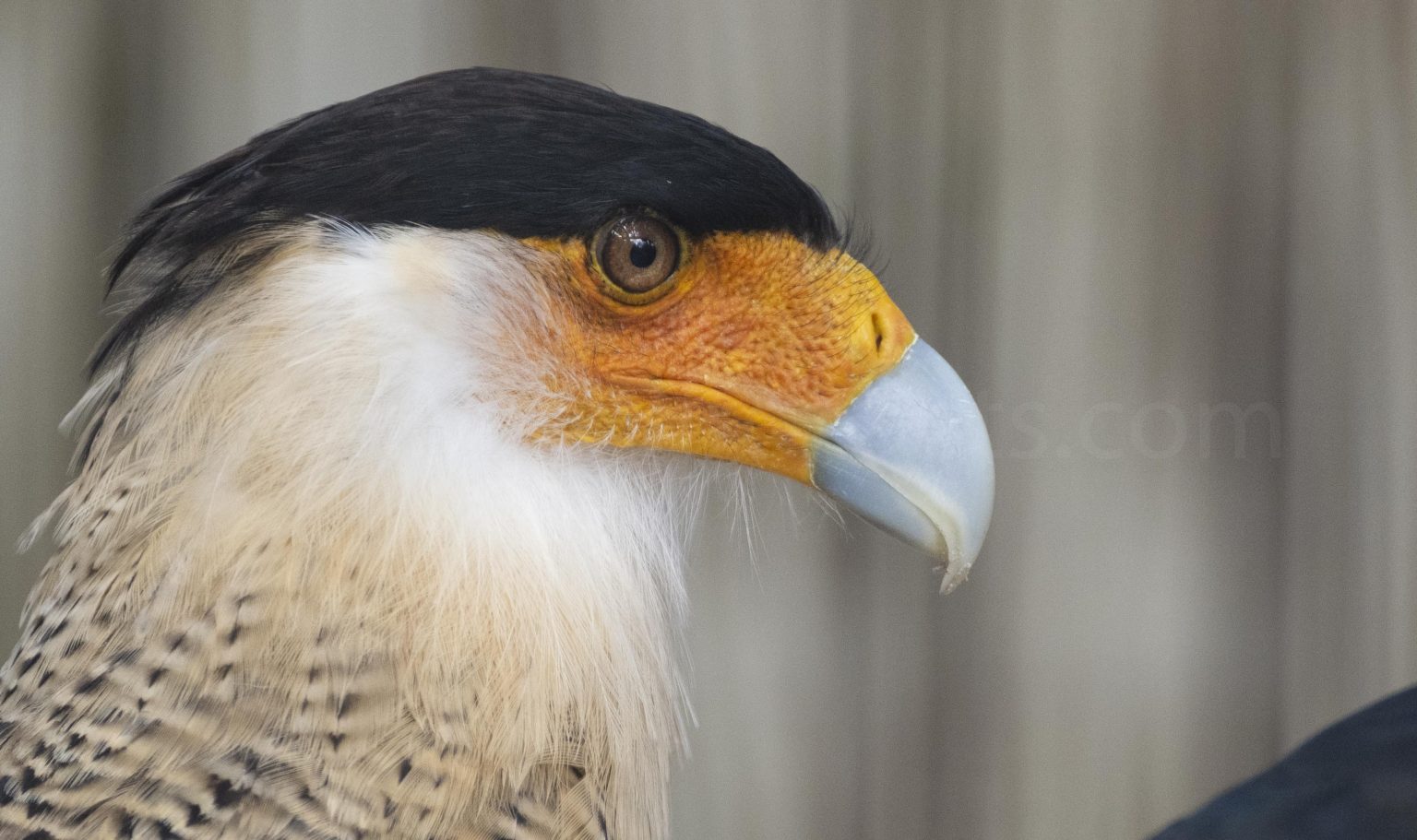 The Specialization and Perfection of Falcon, Owl, and Vulture Beaks ...