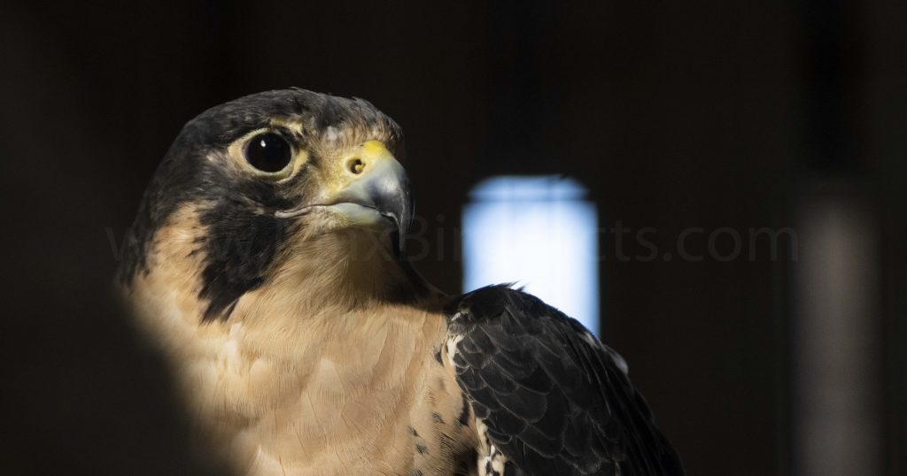 The Specialization and Perfection of Falcon, Owl, and Vulture Beaks ...