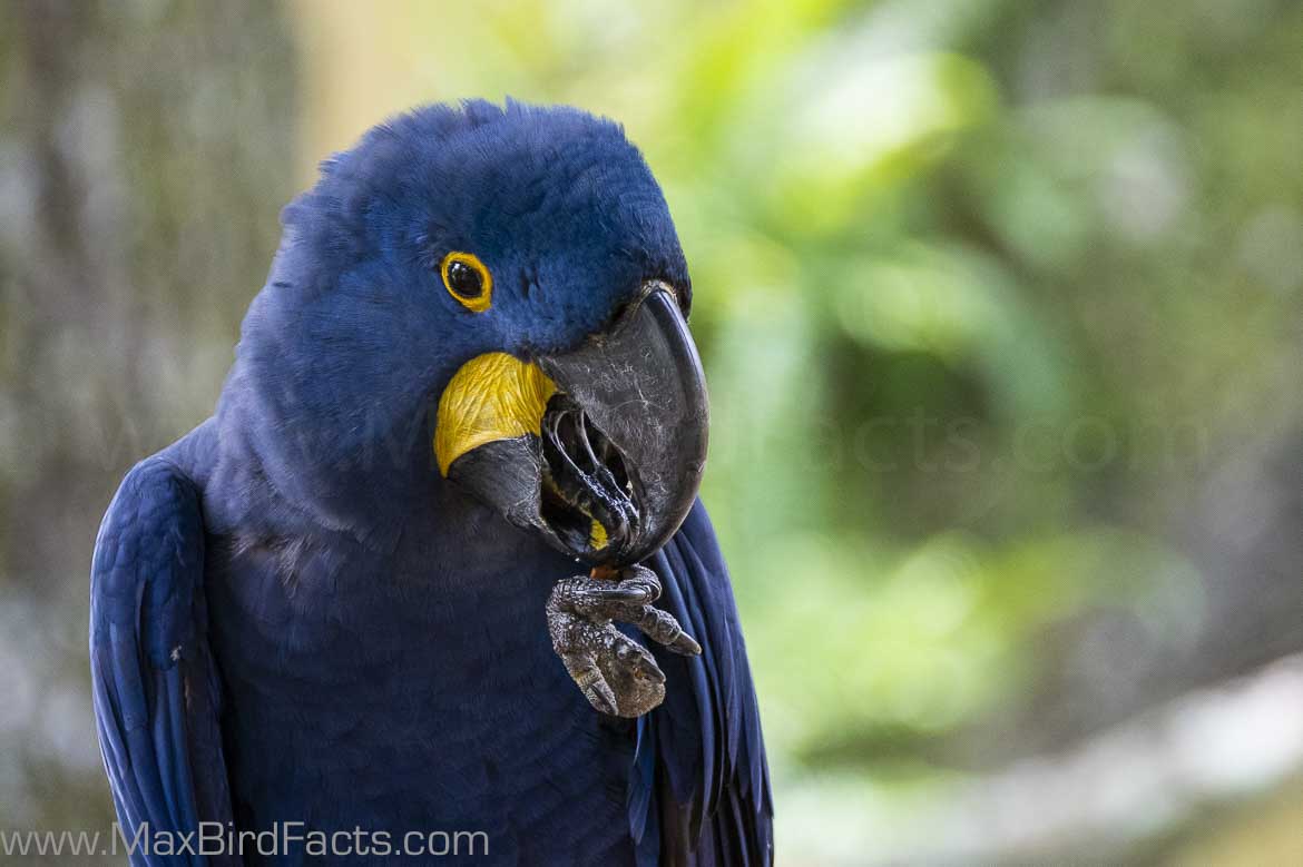 Do Birds Have Tongues – How To Manipulating Food Without Hands ...