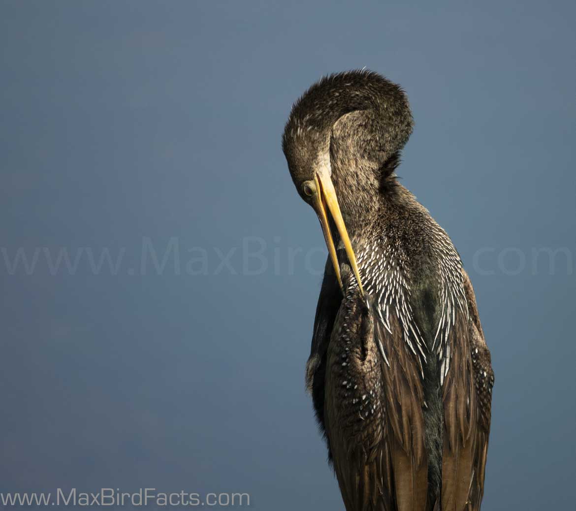 How Does An Anhinga Thermoregulate – Warming Up After Swimming ...