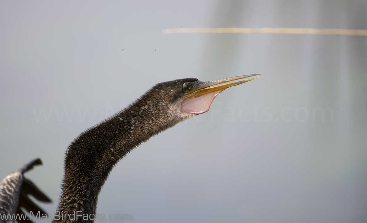 How Does An Anhinga Thermoregulate – Warming Up After Swimming ...