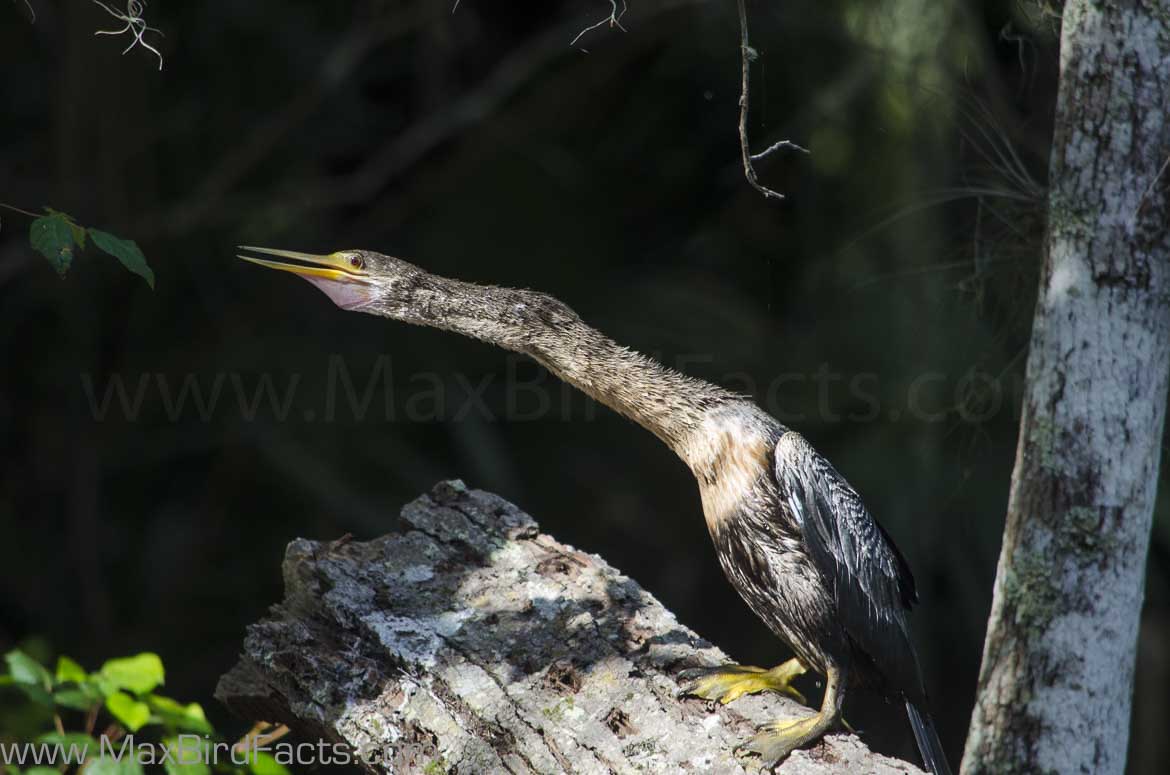 How Does An Anhinga Thermoregulate – Warming Up After Swimming ...