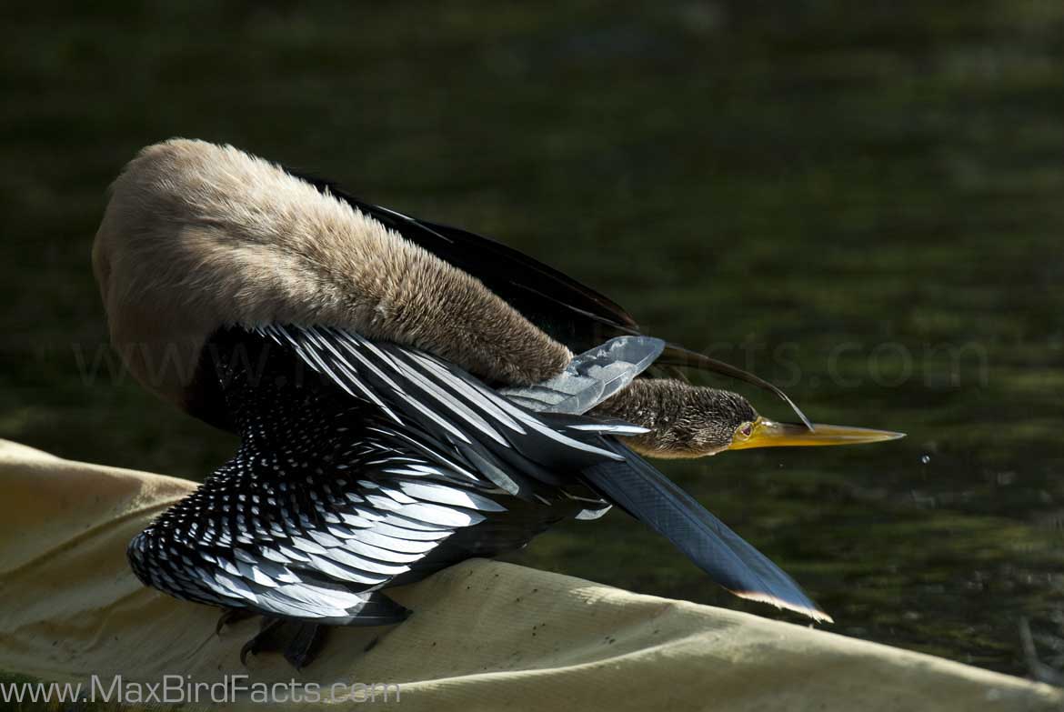 How Does An Anhinga Thermoregulate – Warming Up After Swimming ...