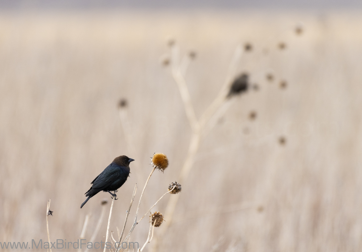 What Is A Blackbird – 5 Members Of The Icteridae Family - Welcome to ...
