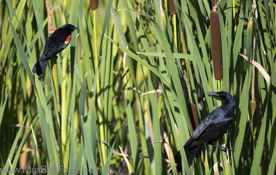 What Is A Blackbird – 5 Members Of The Icteridae Family - Welcome to ...