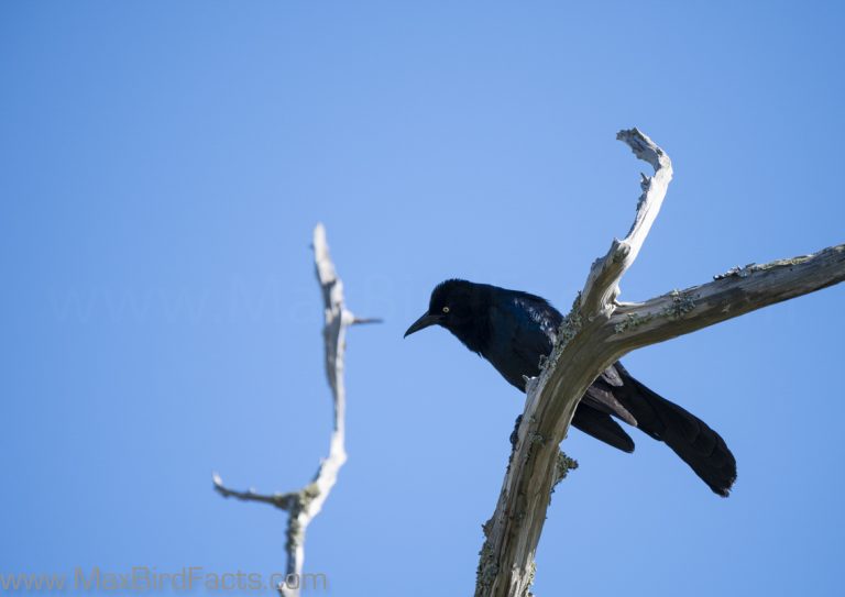 Grackle vs Blackbird – 3 Easy to Remember Features to Look Out For When ...