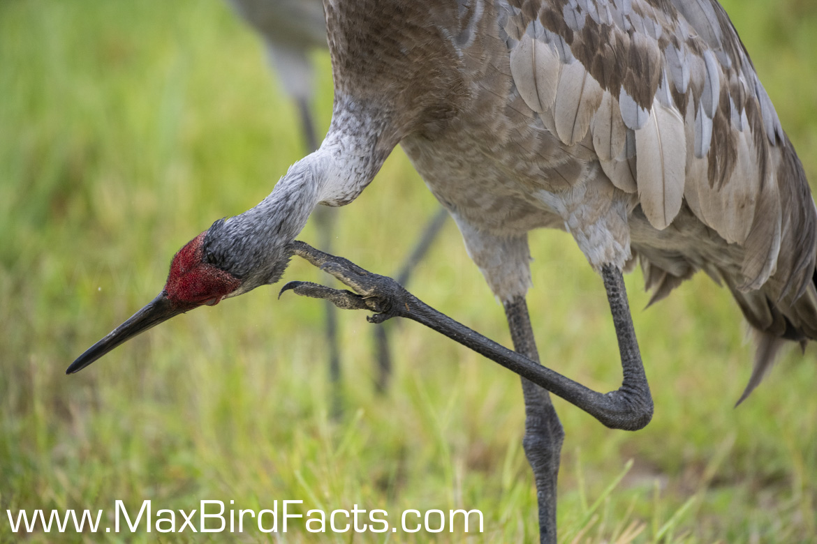 Where Do Sandhill Cranes Sleep – Lost Toes and Frigid Rivers - Welcome ...