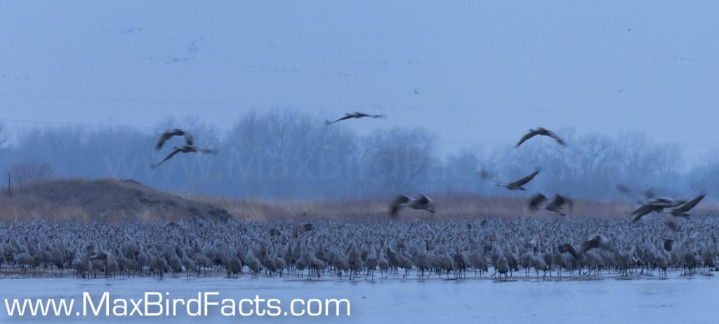 Where Do Sandhill Cranes Sleep – Lost Toes and Frigid Rivers - Welcome ...