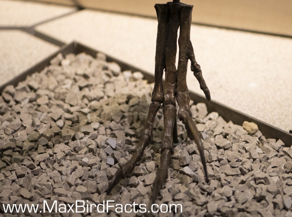 Where Do Sandhill Cranes Sleep – Lost Toes and Frigid Rivers - Welcome ...