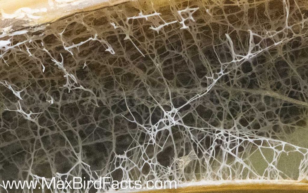 Why Are Bird Bones Hollow – Are Bird Bones Really That Strong ...