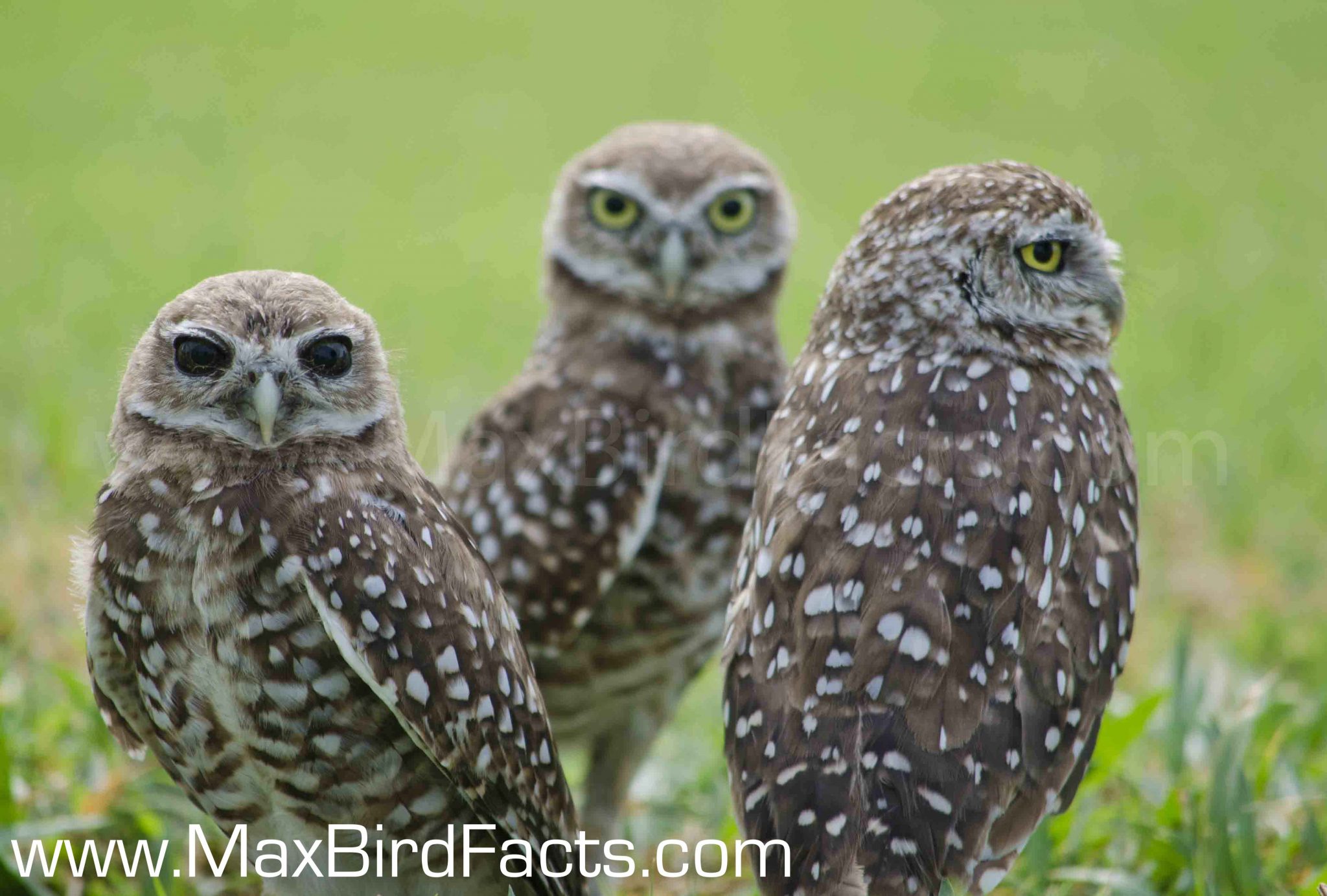 Why Do Owls Hoot – 4 Reasons To Sing - Welcome to MaxBirdFacts.com!!!