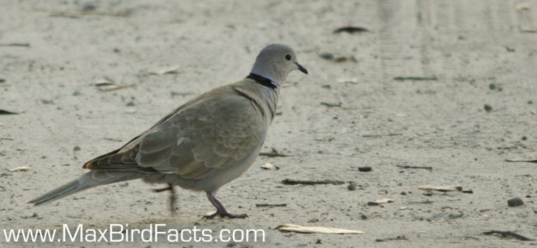 Mourning Doves vs. Eurasian Collared-Doves – How To Spot The Intruder ...