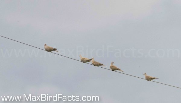 Mourning Doves vs. Eurasian Collared-Doves – How To Spot The Intruder ...