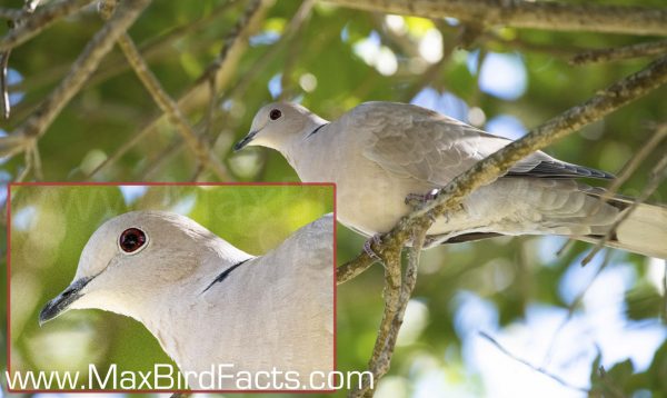 Mourning Doves vs. Eurasian Collared-Doves – How To Spot The Intruder ...