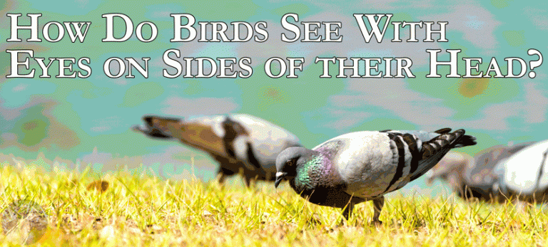 How Do Birds See With Eyes On Side Of Head – Monocular Vision To Evade ...