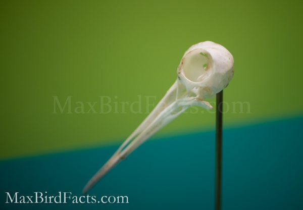 How Do Birds See With Eyes On Side Of Head – Monocular Vision To Evade ...