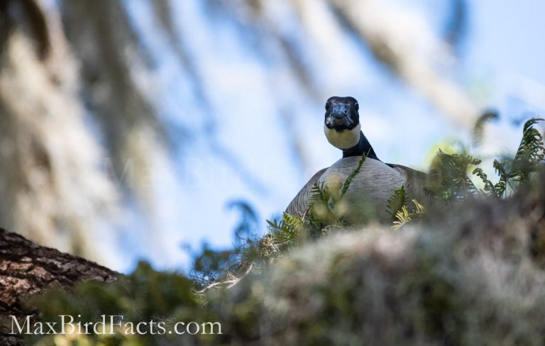 How Do Birds See With Eyes On Side Of Head – Monocular Vision To Evade ...