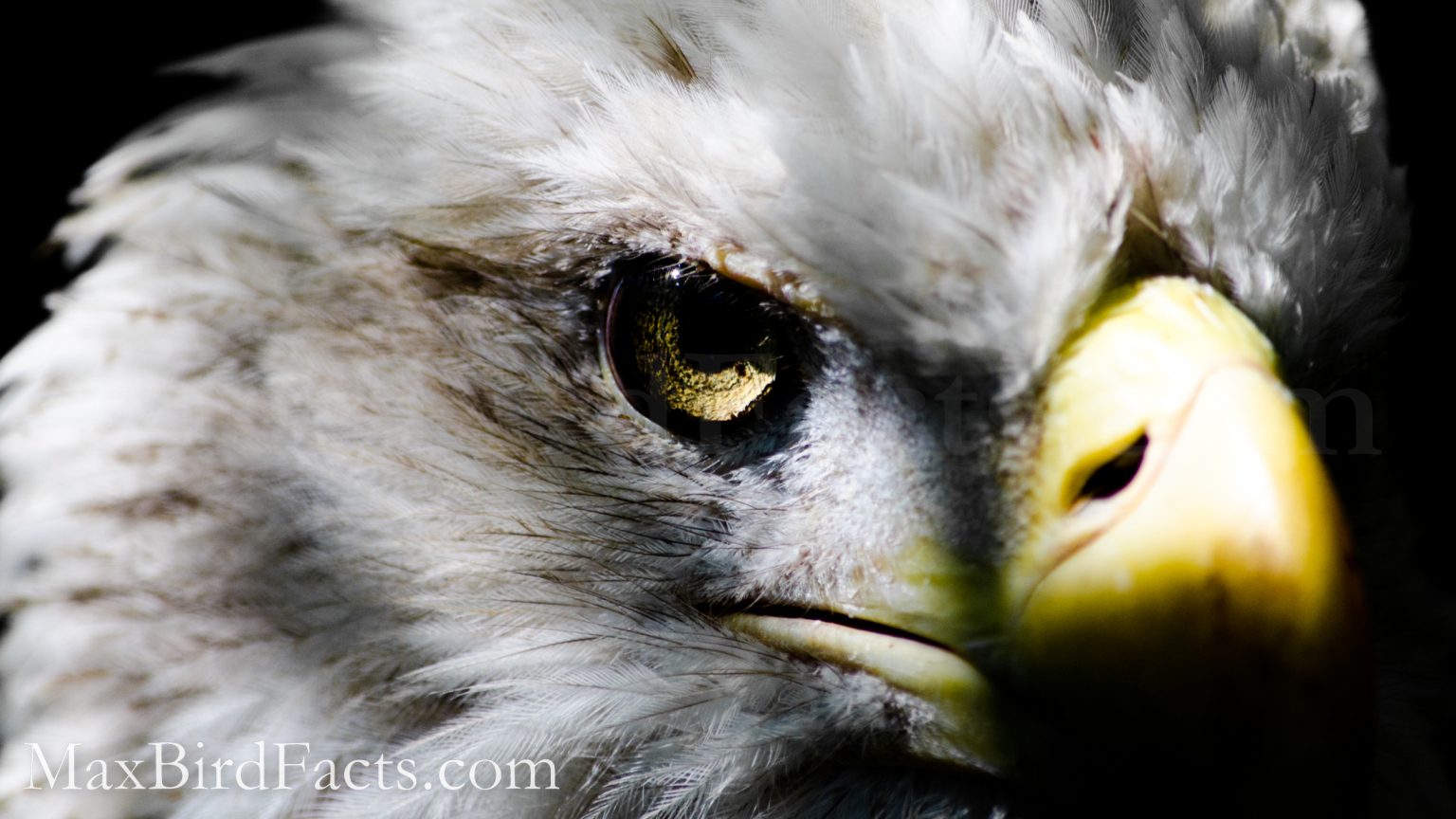How Far Can An Eagle See – Mathematically Proving Birds Are Best ...