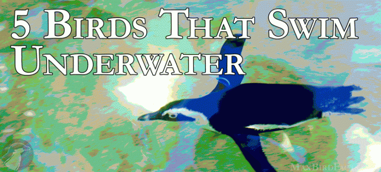 5 Birds That Swim Underwater – Soaring Under The Waves - Welcome to ...