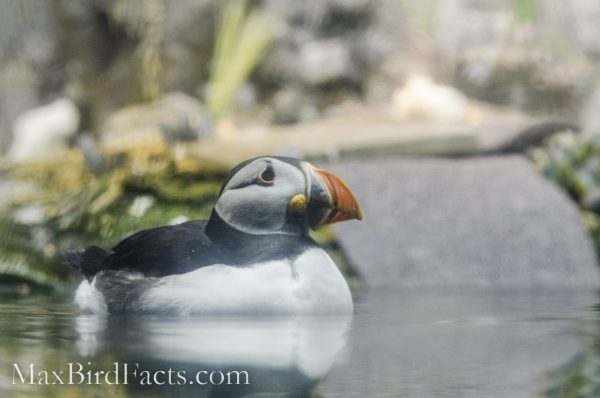 5 Birds That Swim Underwater – Soaring Under The Waves - Welcome to ...