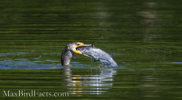 5 Birds That Swim Underwater – Soaring Under The Waves - Welcome to ...