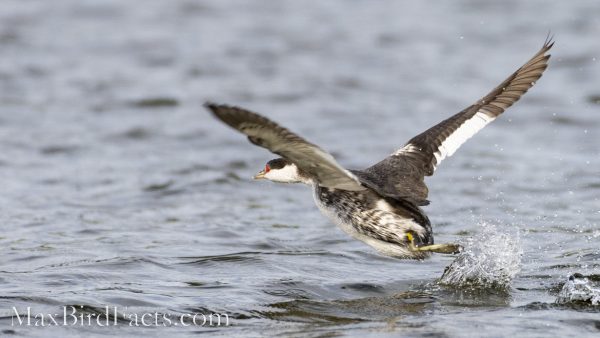 5 Birds That Swim Underwater – Soaring Under The Waves - Welcome to ...