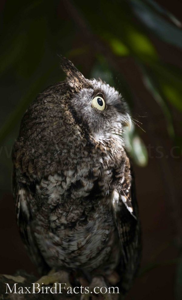 Why Are Small Birds Aggressive – Feathered Napoleons - Welcome to ...