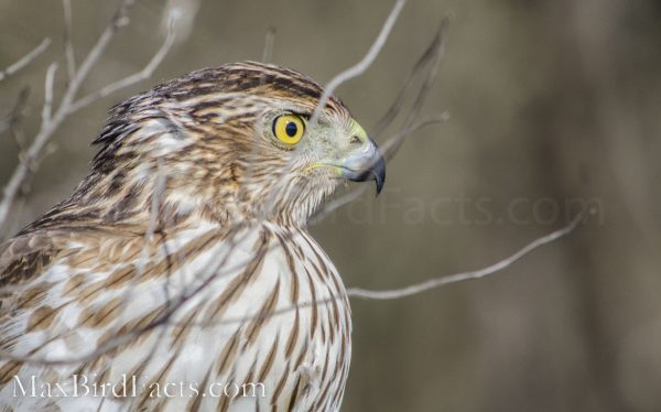 Bird Beaks Part 2 – The Big Differences Between Hawks, Eagles, and ...