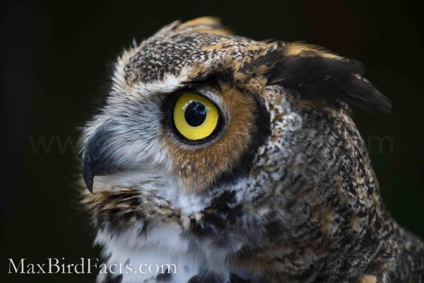 Bird Beaks Part 3 – The Specialization and Perfection of Falcon, Owl ...