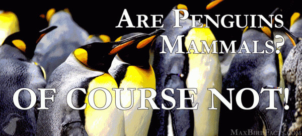 Are Penguins Mammals – Of Course NOT, Penguins Are Birds! - Welcome to ...
