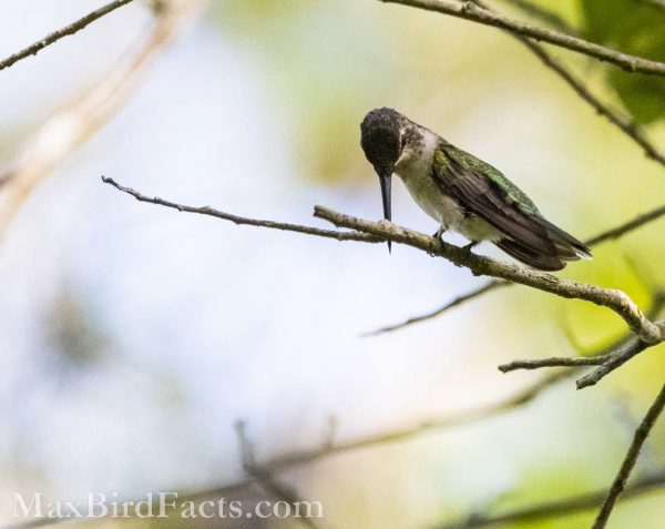 15 Mind Blowing Ruby-throated Hummingbirds Facts – Dazzling Armor and ...