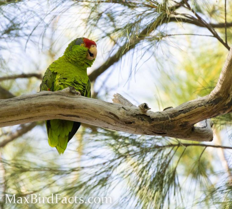 Wild Parrots In Florida – Why Florida Is Wild Parrot Heaven! - Welcome ...