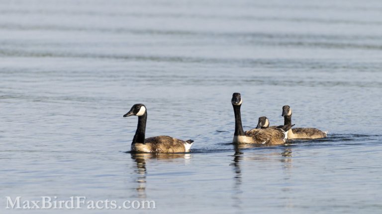 12 Fascinating Facts About The Canada Goose – Endangered To Abundant ...