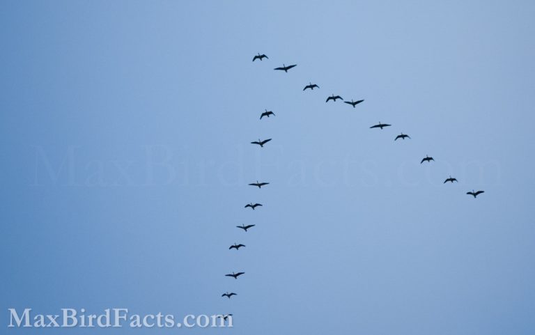 12 Fascinating Facts About The Canada Goose – Endangered To Abundant ...