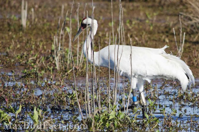 11 Facts About The Whooping Crane – Hand Puppets, Ultralights, And The ...