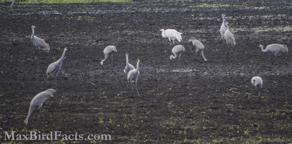 11 Facts About The Whooping Crane – Hand Puppets, Ultralights, And The ...