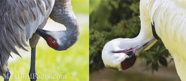 Whooping Crane vs. Sandhill Crane – 2 Critical Distinctions To Memorize ...