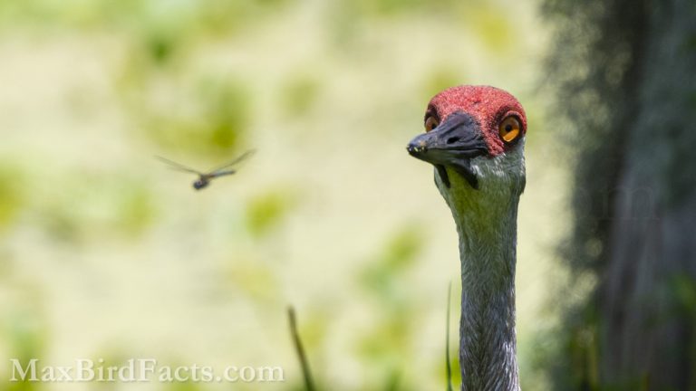 Whooping Crane vs. Sandhill Crane – 2 Critical Distinctions To Memorize ...
