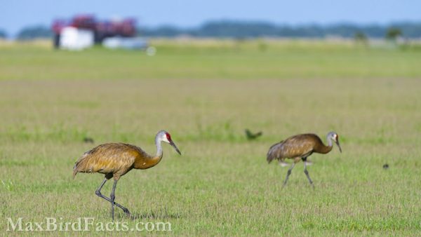 Whooping Crane vs. Sandhill Crane – 2 Critical Distinctions To Memorize ...