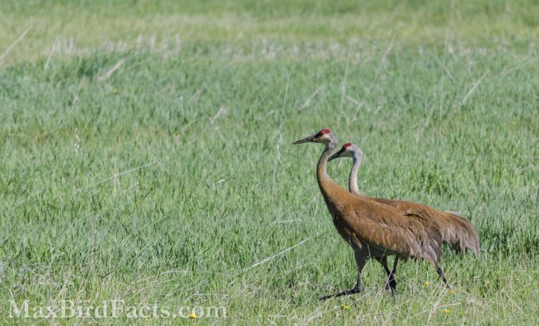 Whooping Crane vs. Sandhill Crane – 2 Critical Distinctions To Memorize ...