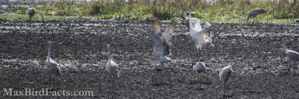 Whooping Crane vs. Sandhill Crane – 2 Critical Distinctions To Memorize ...