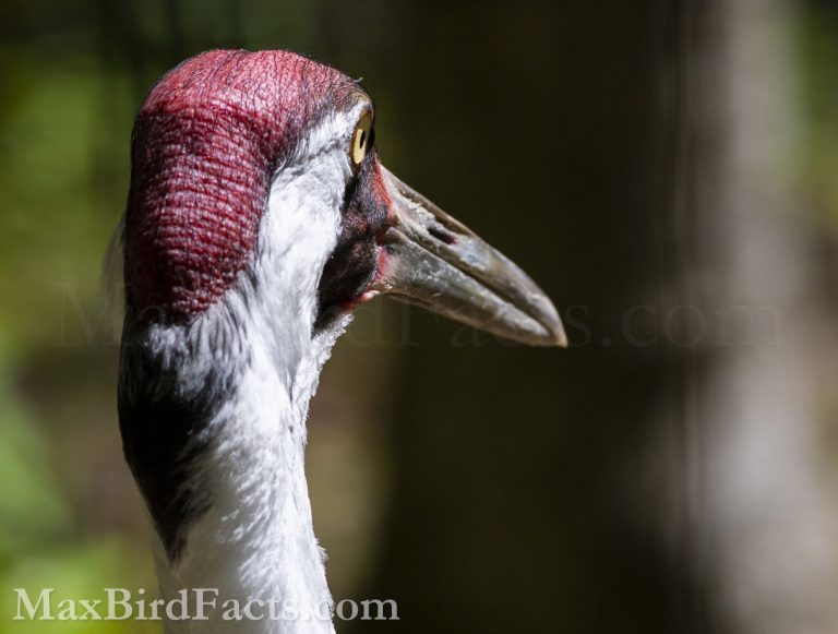 Whooping Crane vs. Sandhill Crane – 2 Critical Distinctions To Memorize ...