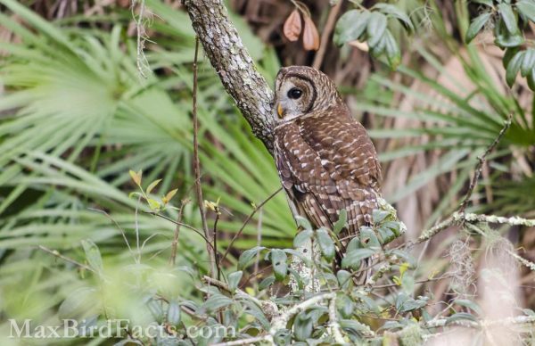10 Facts About The Barred Owl – The Screeching Swamp Specter - Welcome ...