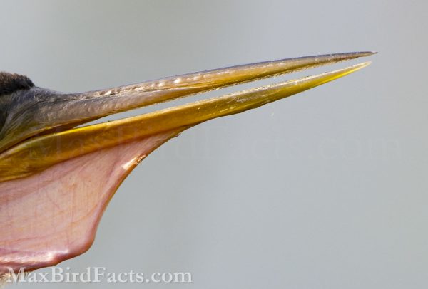 Anhinga vs. Cormorant — Snakebird or Sea Raven? - Welcome to ...