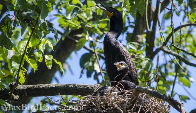 Anhinga vs. Cormorant — Snakebird or Sea Raven? - Welcome to ...