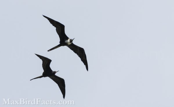 15 Fun Facts About Frigate Birds — Pirates of the Caribbean Skies ...