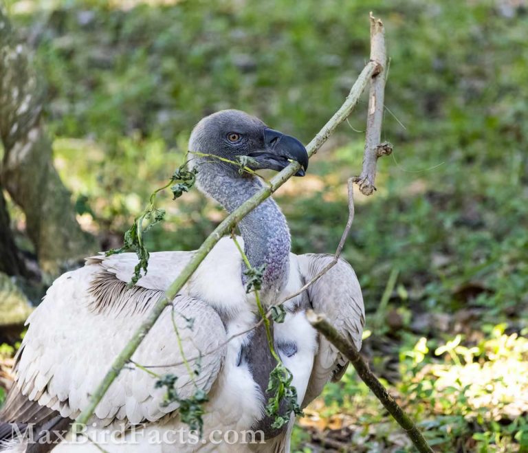 Vulture Lifespan – What is a Vulture? - Welcome to MaxBirdFacts.com!!!